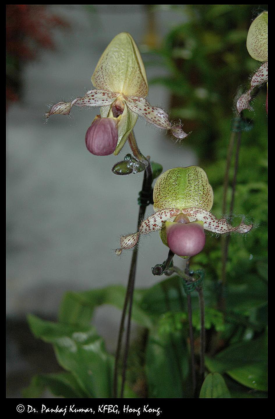 Paphiopedilum glaucophyllum var. moquetteanum (Jawa) – eFlora of India